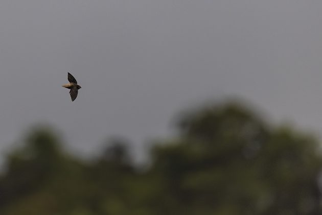 Another Endemic Amazona - 10,000 Birds