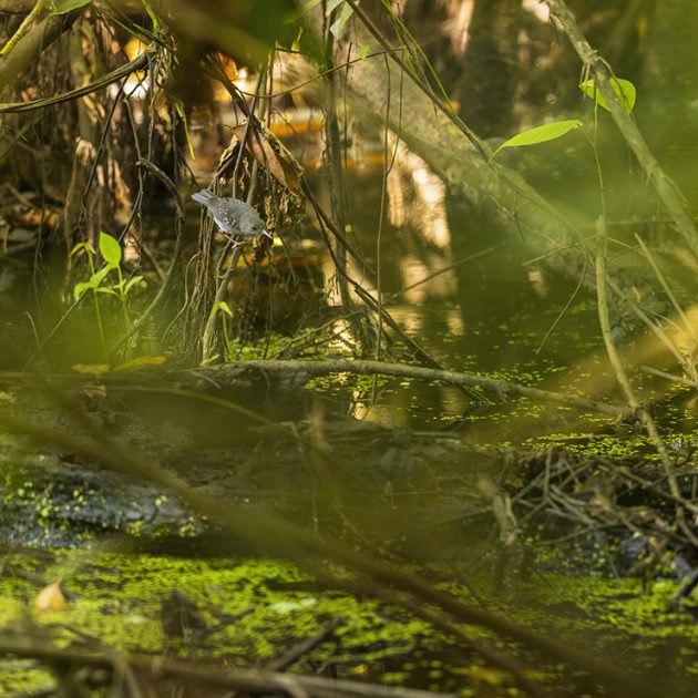 Secrets of the Swamps - 10,000 Birds
