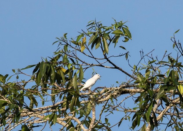The great green Caribbean lowlands – Costa Rica - 10,000 Birds