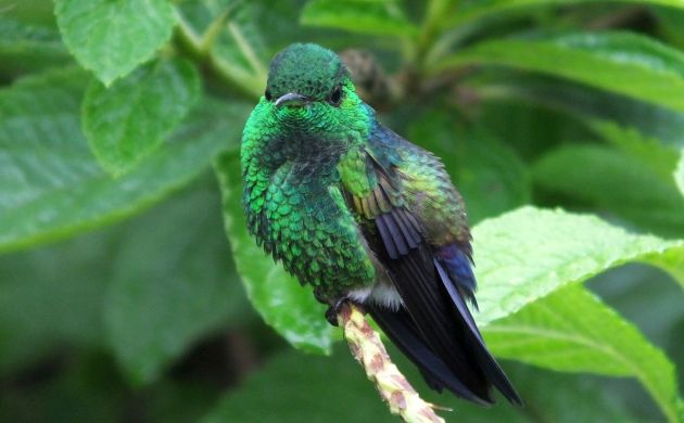 Recent Changes to the Costa Rica Bird List - 10,000 Birds