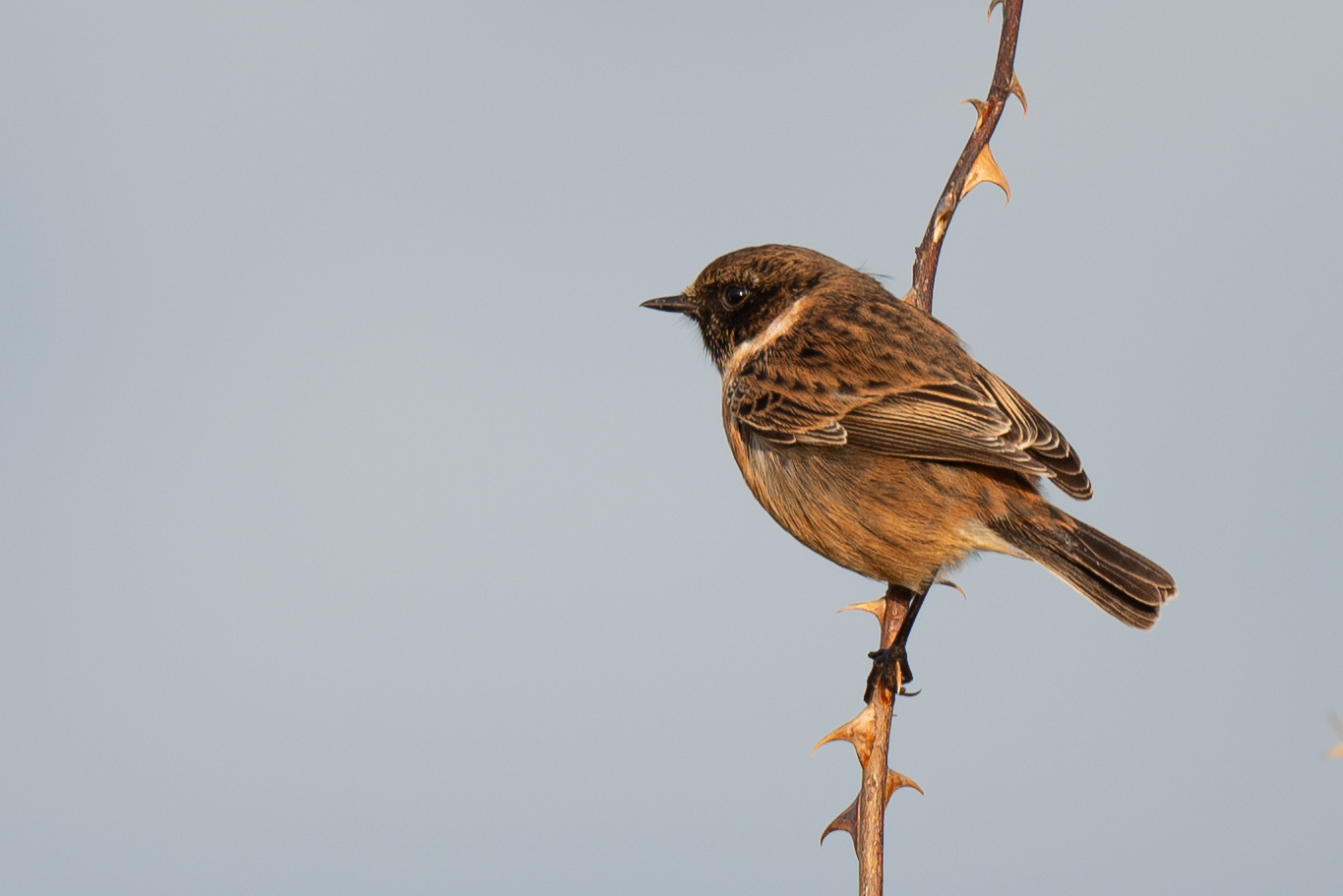 Birding Heligoland in Late September - 10,000 Birds
