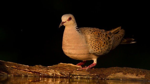 10,000 Birds The slaughter tourism trade in Serbia - 10,000 Birds