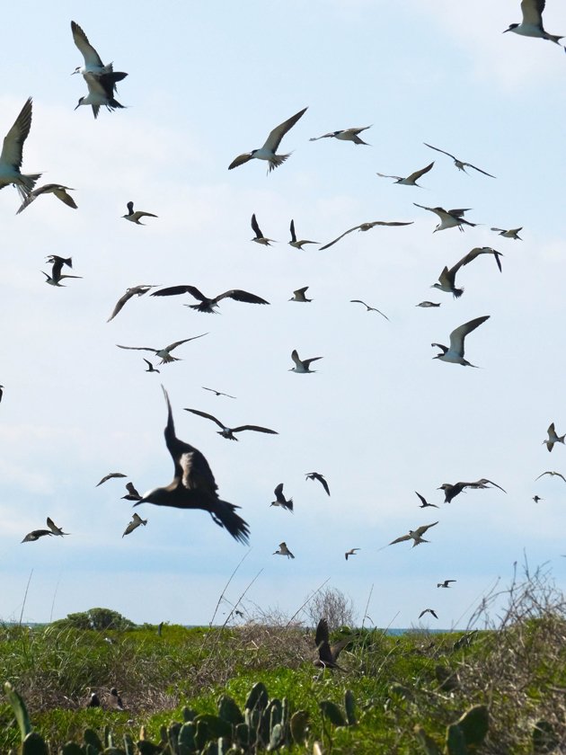 Bird Banding the Dry Tortugas - 10,000 Birds