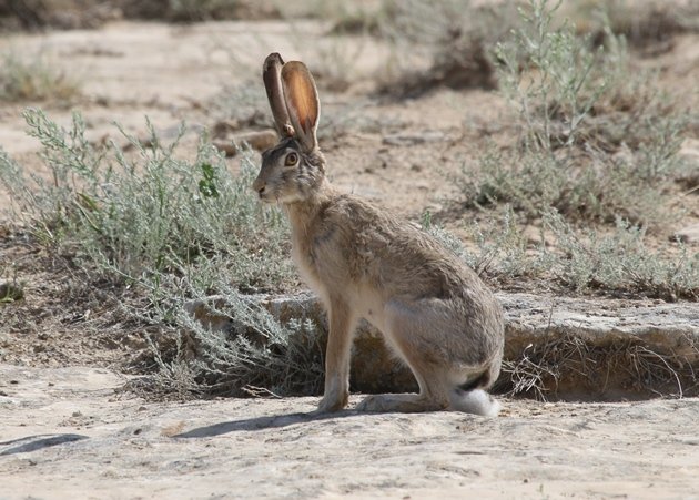 Being a Tolai Hare’s life Human - 10,000 Birds