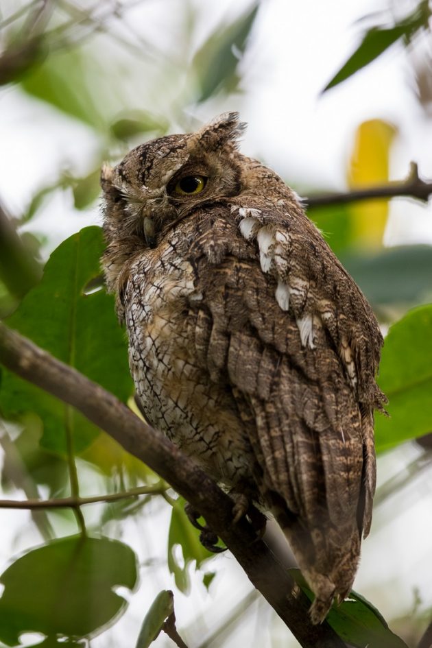 Owling in Trinidad & Tobago - 10,000 Birds