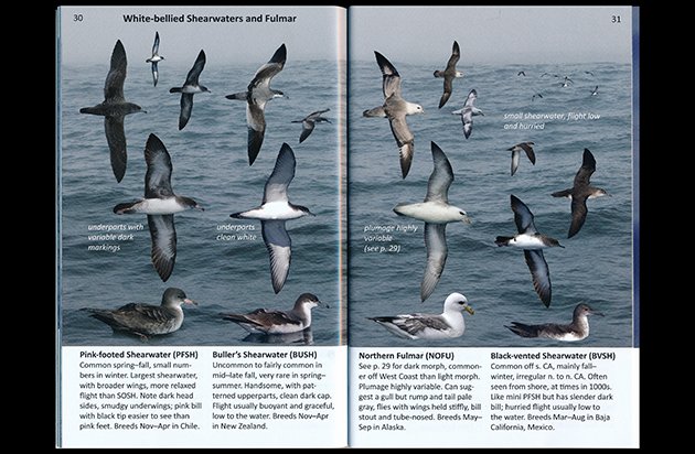 Offshore Sea Life ID Guide: West Coast–A Book Review - 10,000 Birds