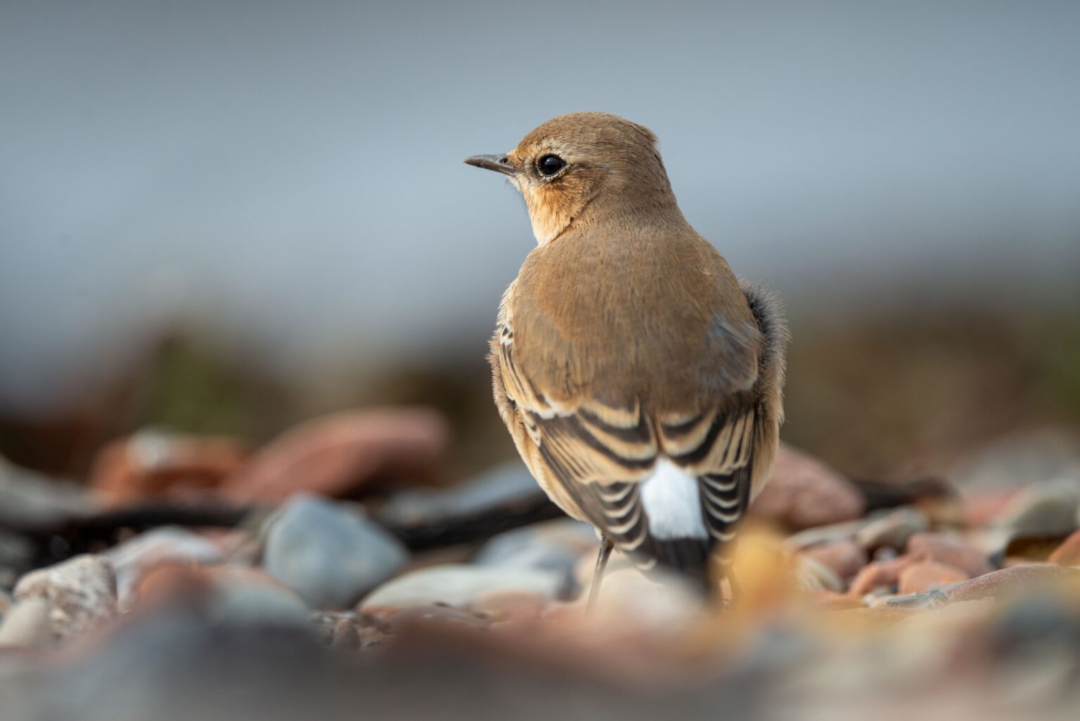 Birding Heligoland in Early September - 10,000 Birds