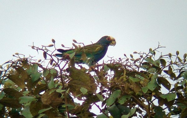 Parrots in My Costa Rican Neighborhood - 10,000 Birds