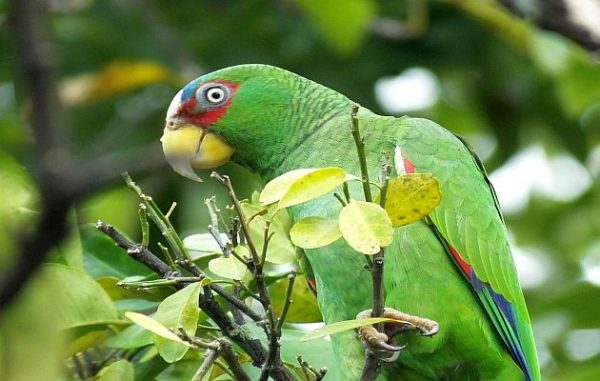 Parrots in My Costa Rican Neighborhood - 10,000 Birds