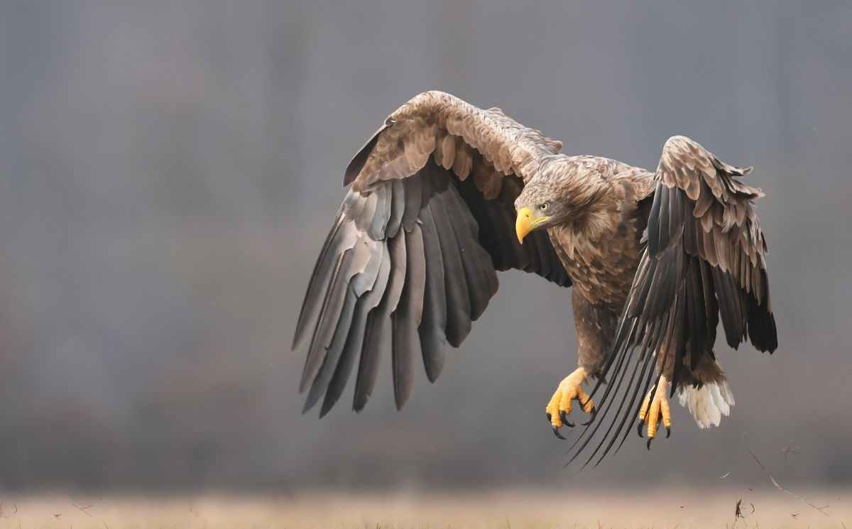 Spotting The 4 Eagles Of Alaska - 10,000 Birds