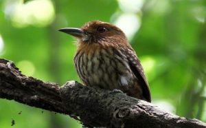 Are Puffbirds Real? and Other Pertinent Questions for Birding in Costa ...