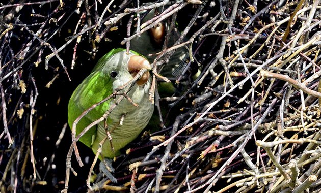 The Parakeet of City Streets, the Monk Parakeet - 10,000 Birds