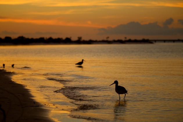 Sunset Birding for Shorebirds - 10,000 Birds