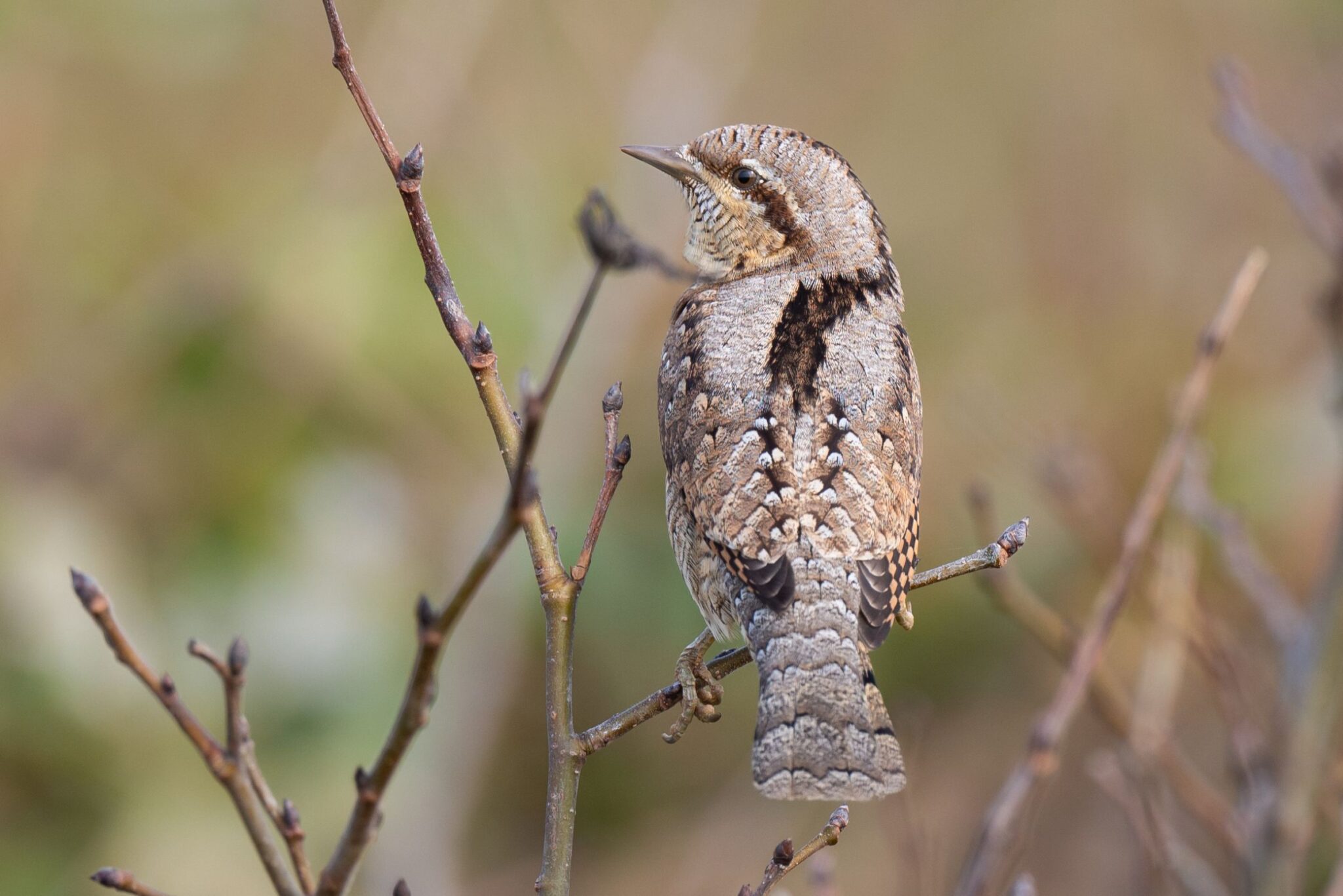 Birding Heligoland in Late September - 10,000 Birds