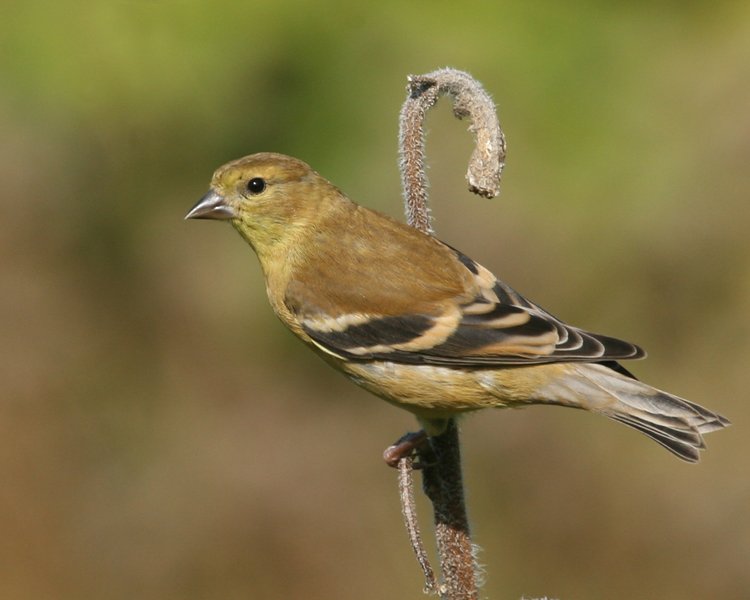 How To Raise A Baby Bird - Professional Advice With Photos - 10,000 Birds