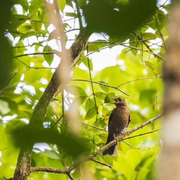 Young Thrushes - 10,000 Birds